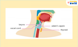 How to Make Your Voice Deeper on the Mic (Or Anywhere!) — 5 Tips