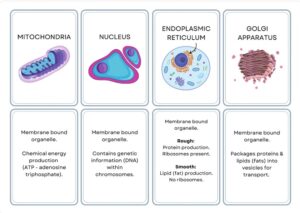 How to Make Pretty Notes for School or Work (Complete Guide)